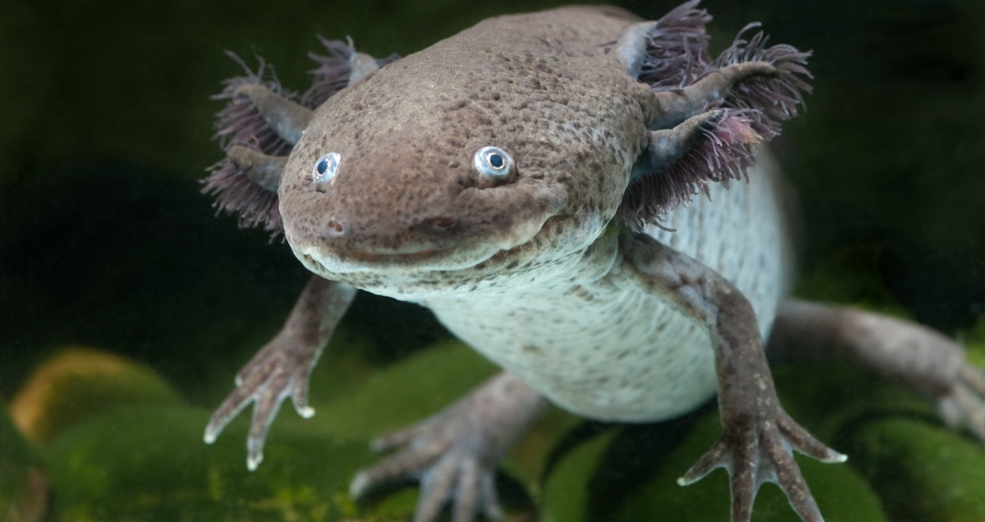 Der Axolotl: Heilwunder und Rätsel der Biologie | wissen.de