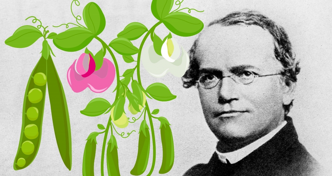 Gregor Mendel: Ein Mönch wird Erbsenzähler | wissen.de