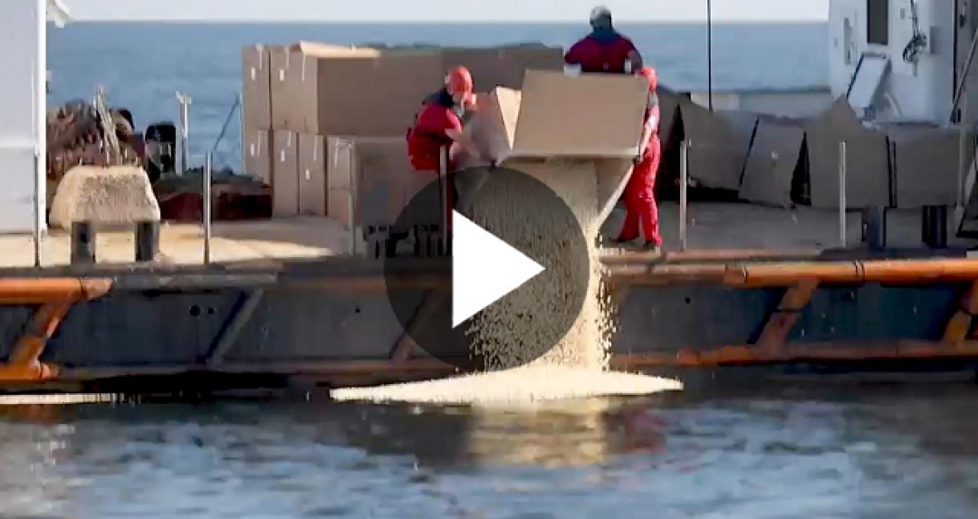 Öl-Katastrophe: Einsatzkräfte proben Ernstfall mit Popcorn | wissen.de