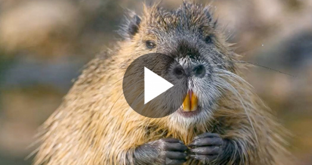 Was unterscheidet die Nutria vom Biber? | wissen.de