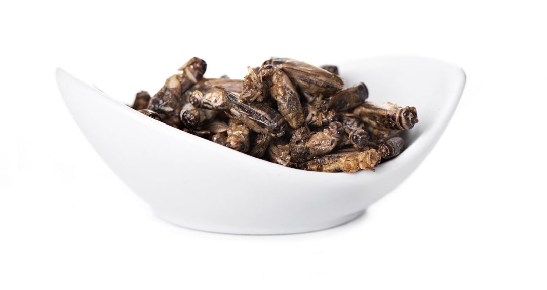 Insekten als Essen: Die wichtigsten Fakten | wissen.de