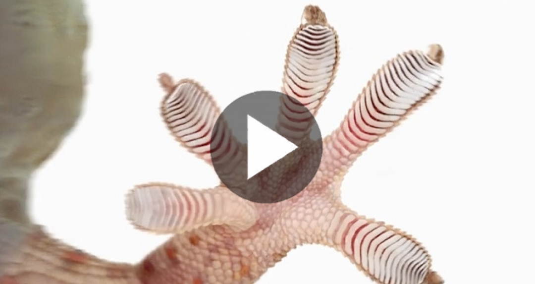 Das Gecko-Material – stark ohne zu kleben | wissen.de