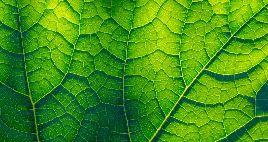 Wissenstest über | Blätter-Quiz | wissen.de