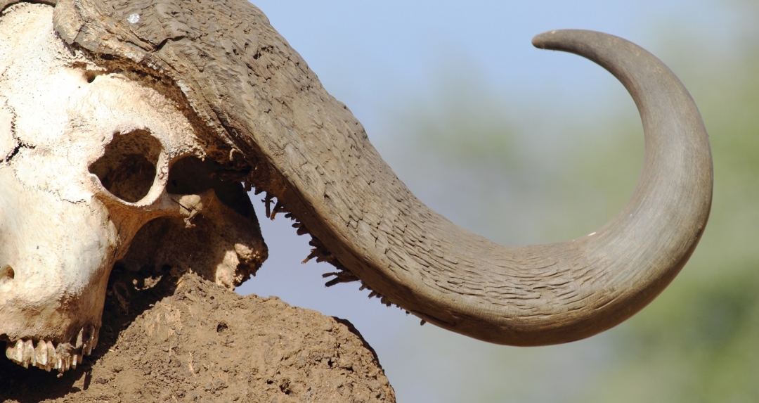 Wissenstest über | Ausgestorbene Arten - Wie gut kennen Sie Dodo, Moa ...