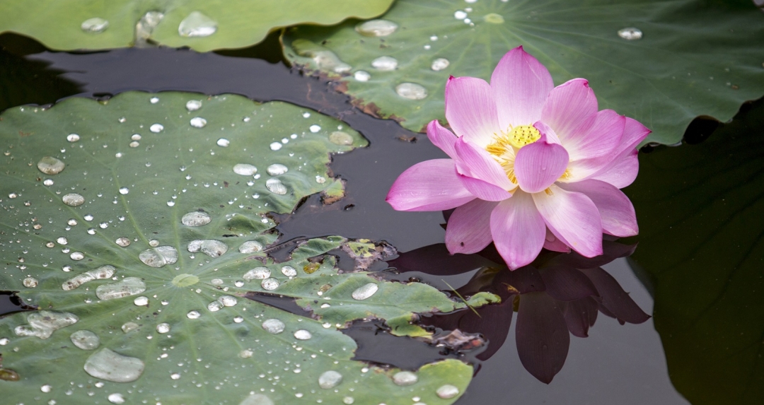 Wie Bionik gegen den Klimawandel helfen kann | wissen.de