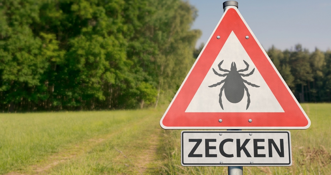 Zecken als Krankheitsüberträger: FSME weiter auf dem Vormarsch | wissen.de