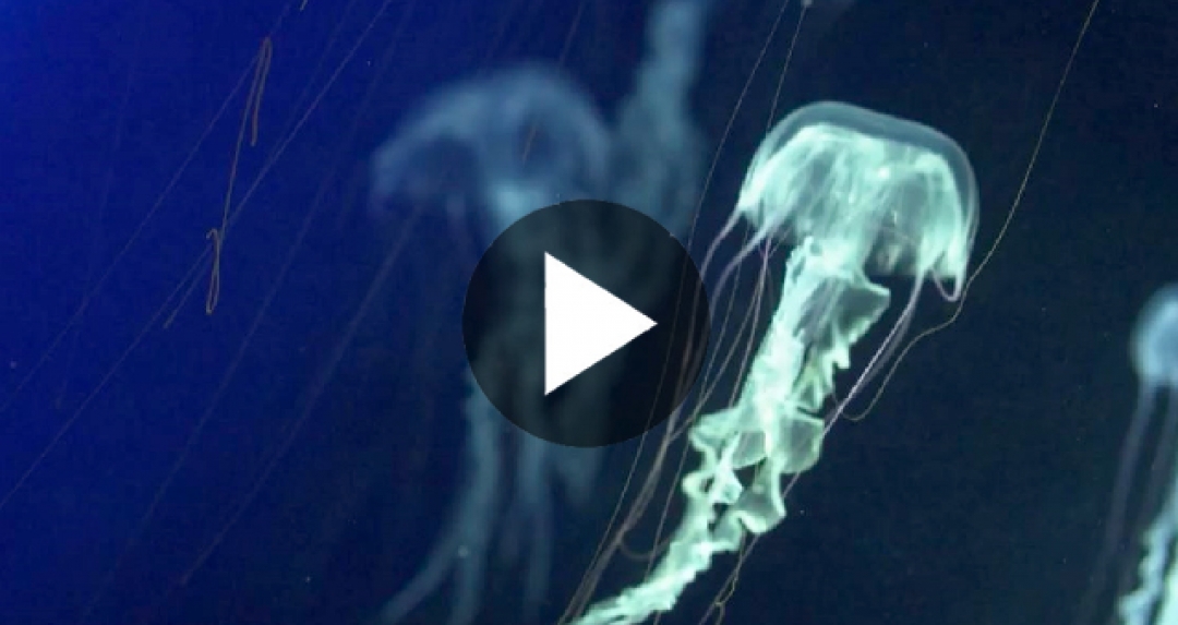 Die Qualle - ohne Hirn zum Superheld der Tierwelt | wissen.de