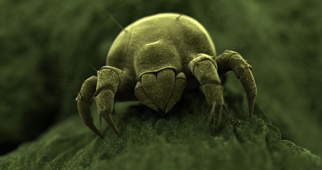 Hochsaison für die Hausstaub-Allergie – Was kann man tun? | wissen.de