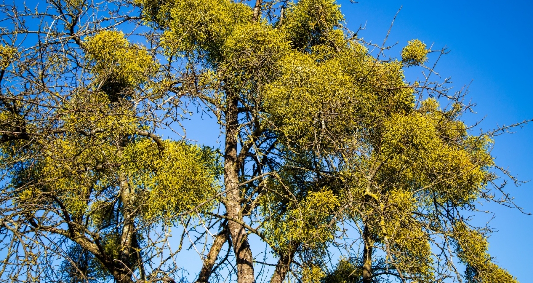 Misteln: Die Tricks des grünen "Mitesssers" | wissen.de