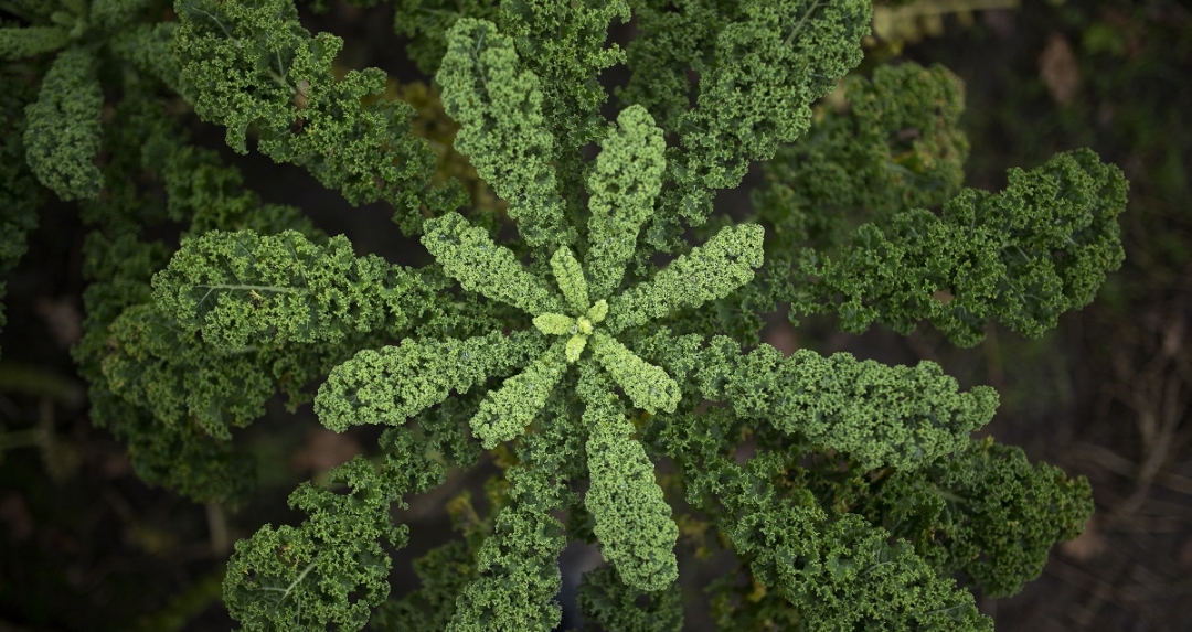 Superfood Kohl | wissen.de