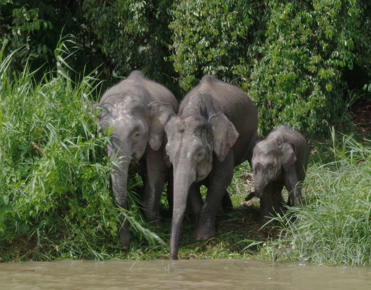 Die Zwerge der Inseln – das Nanismus-Phänomen | wissen.de