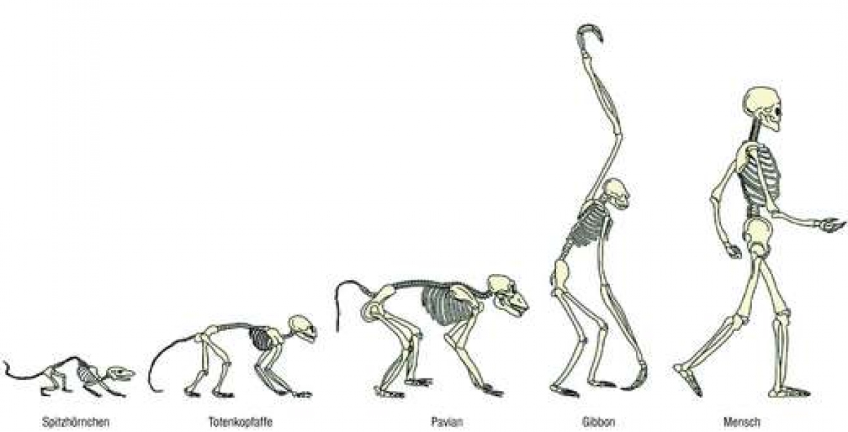 Die Entstehung des Menschen | wissen.de