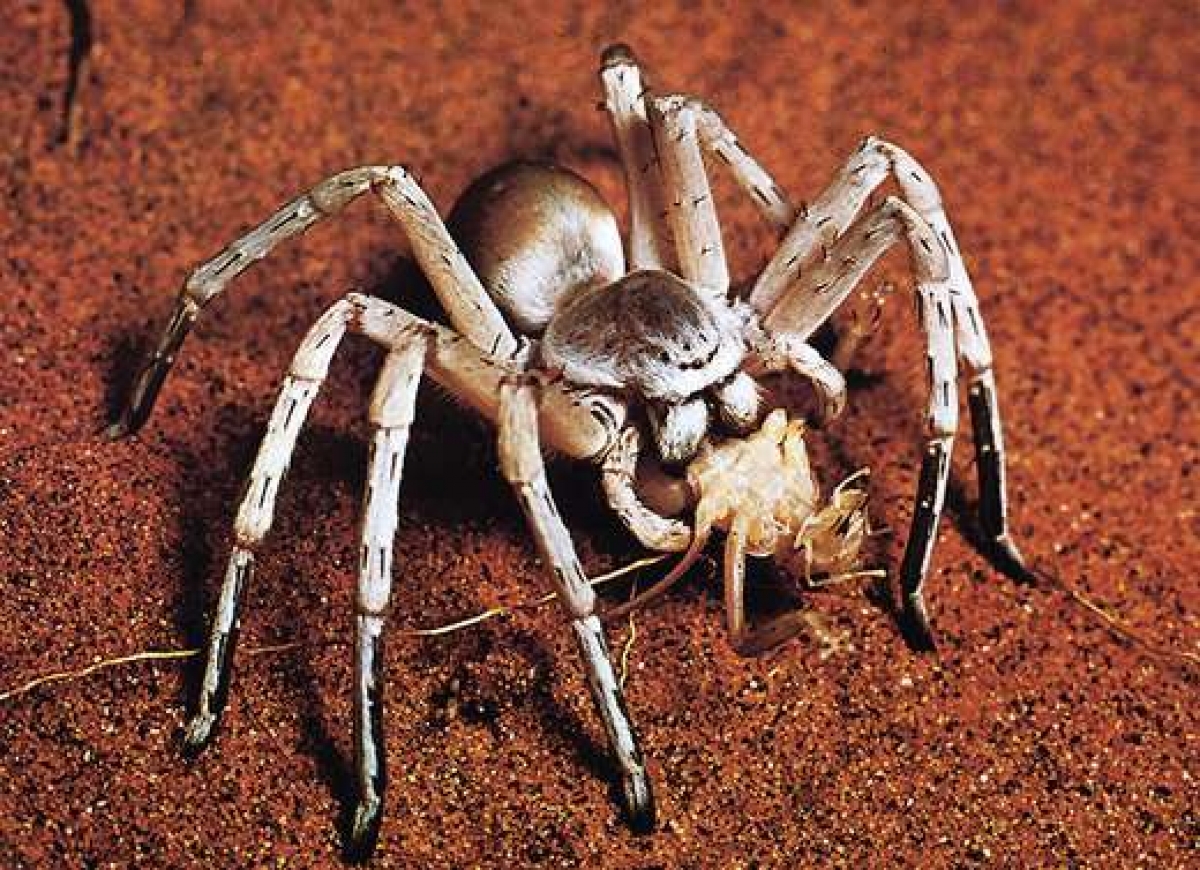 Spinnentiere | wissen.de