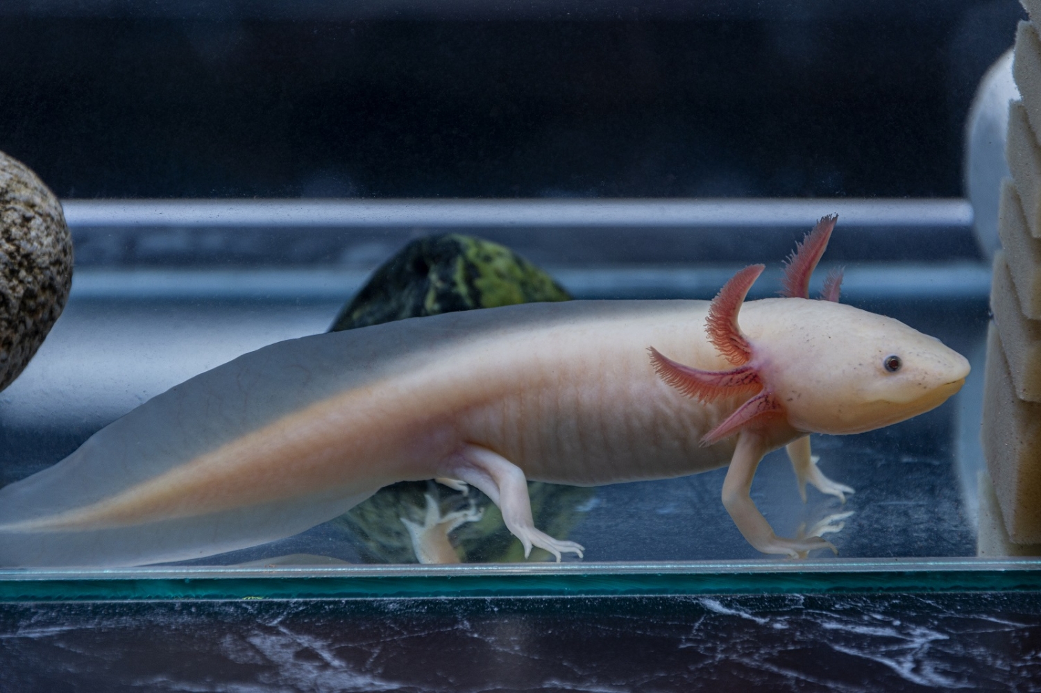 Der Axolotl: Heilwunder und Rätsel der Biologie | wissen.de