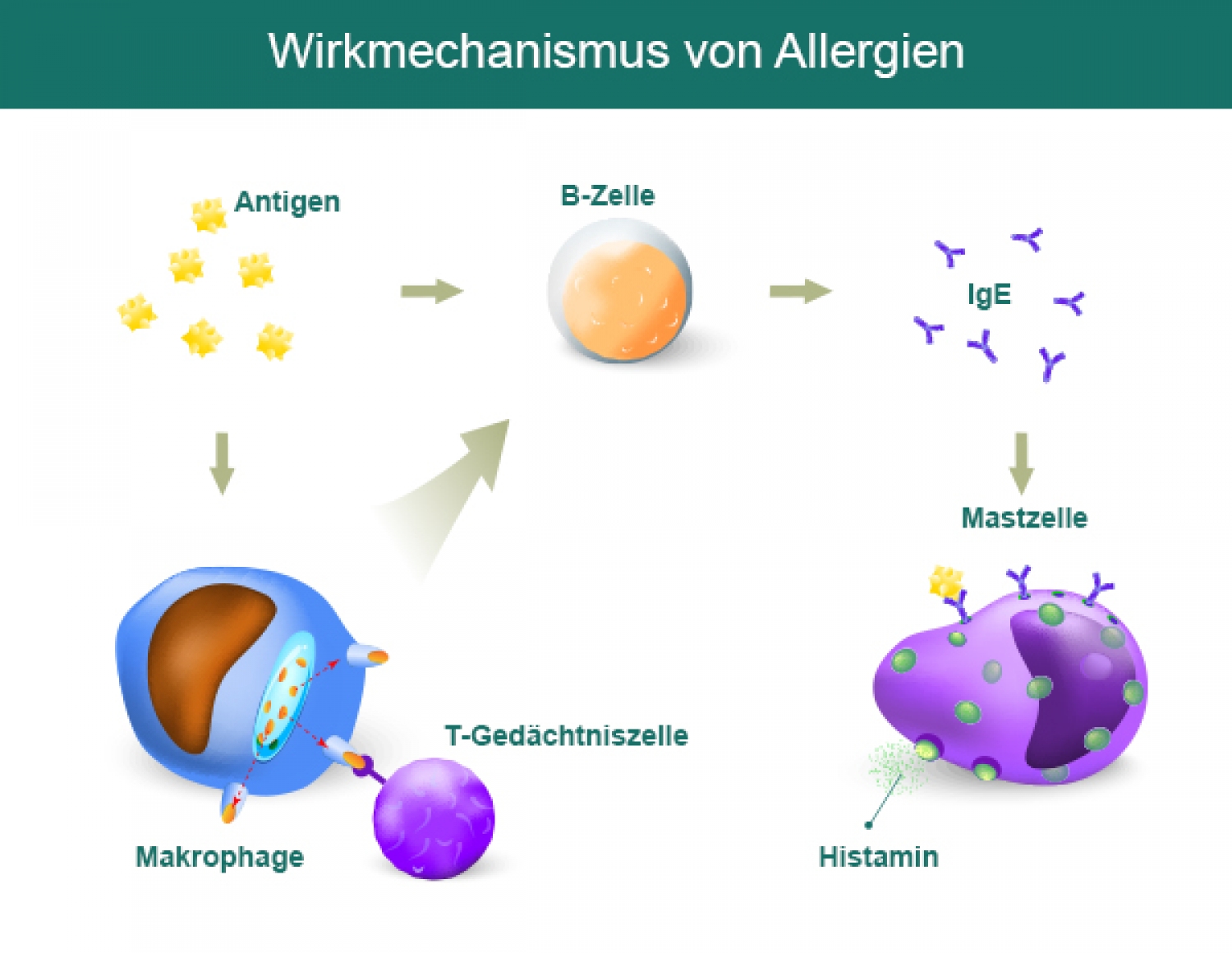 Etagenwechsel: Aus Allergie wird Asthma? | wissen.de