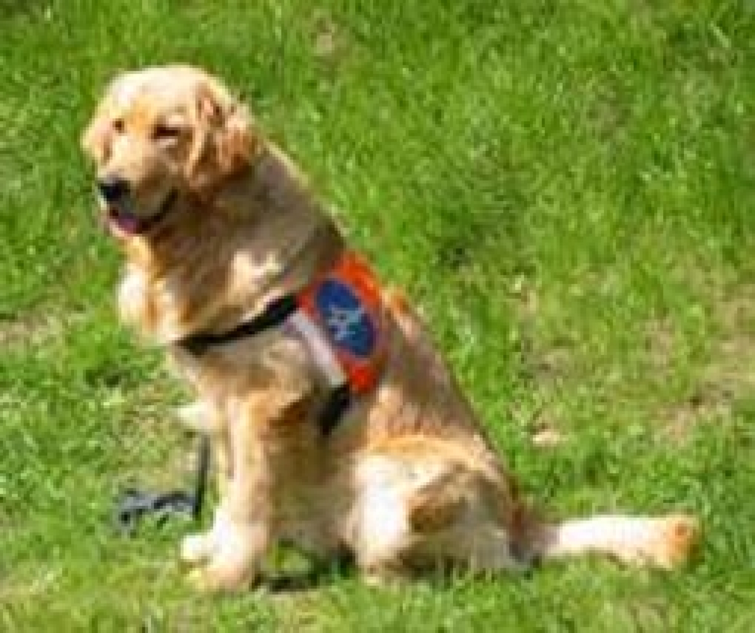 Blindenhunde - treue Helfer | wissen.de