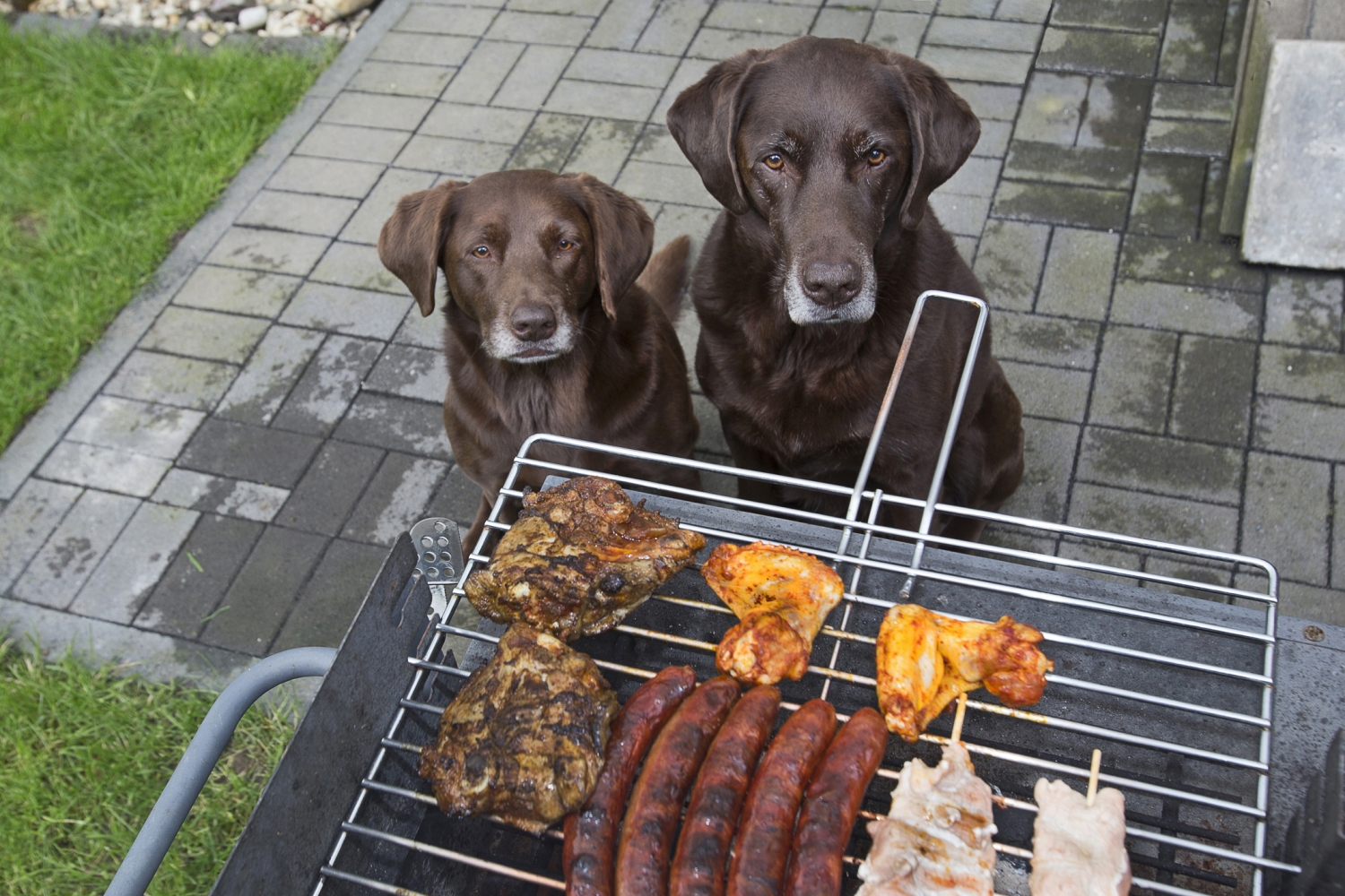 Grillen mit Hund | wissen.de