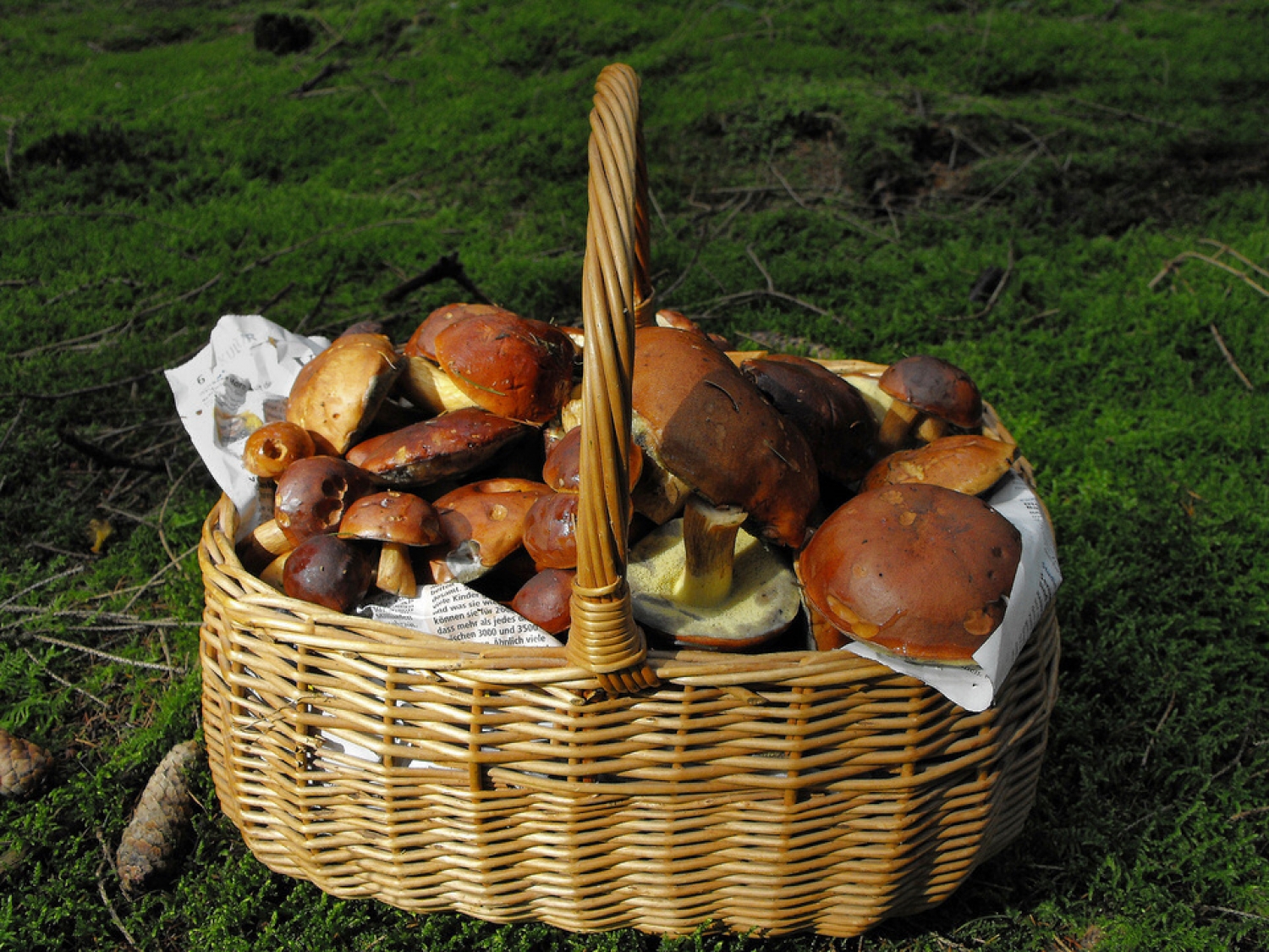 Wildpilze – Genuss von Wald und Wiese | wissen.de