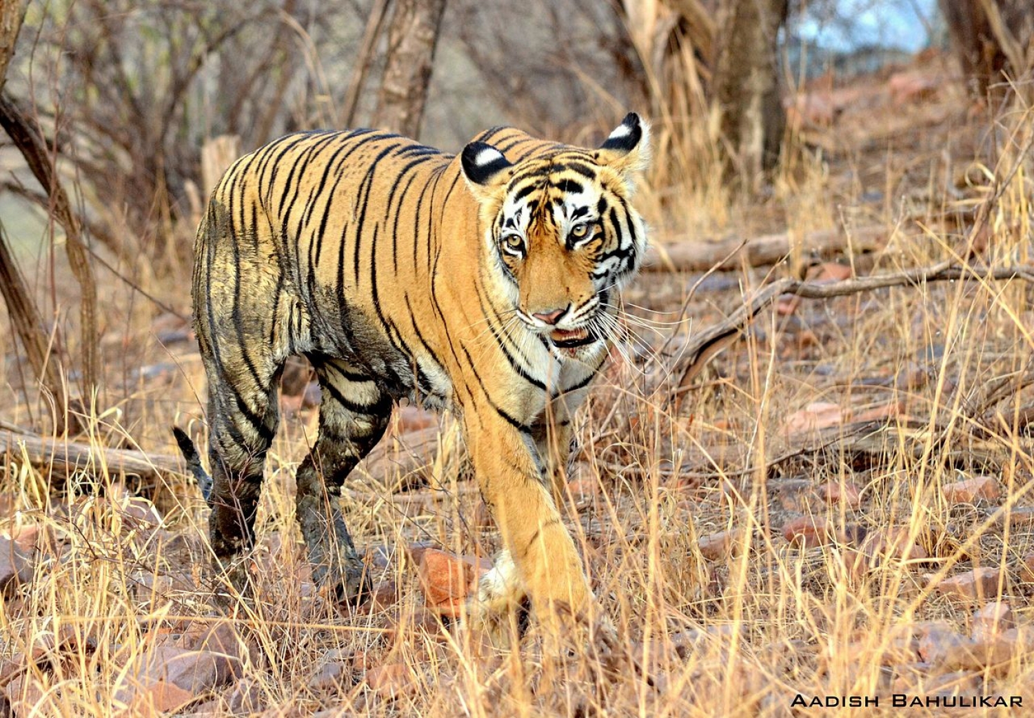 Tiger: König des Dschungels in Gefahr | wissen.de
