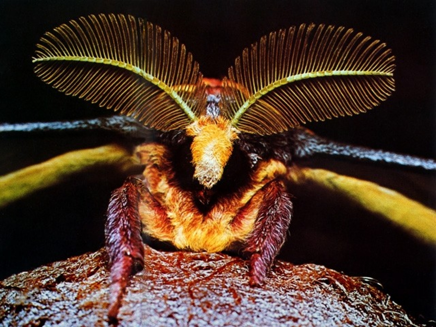 Insekten | wissen.de