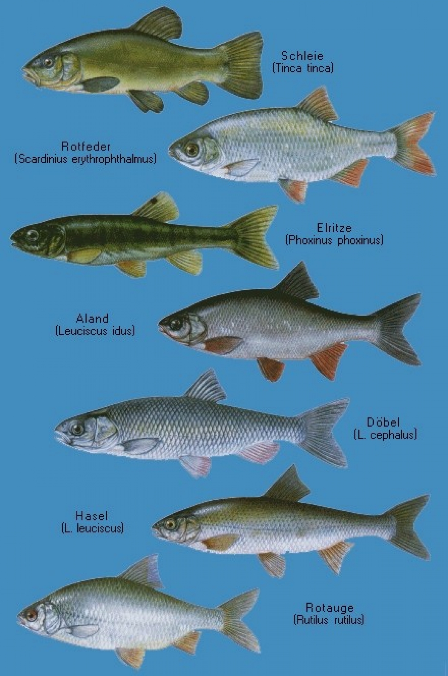 Weißfische aus dem Lexikon | wissen.de