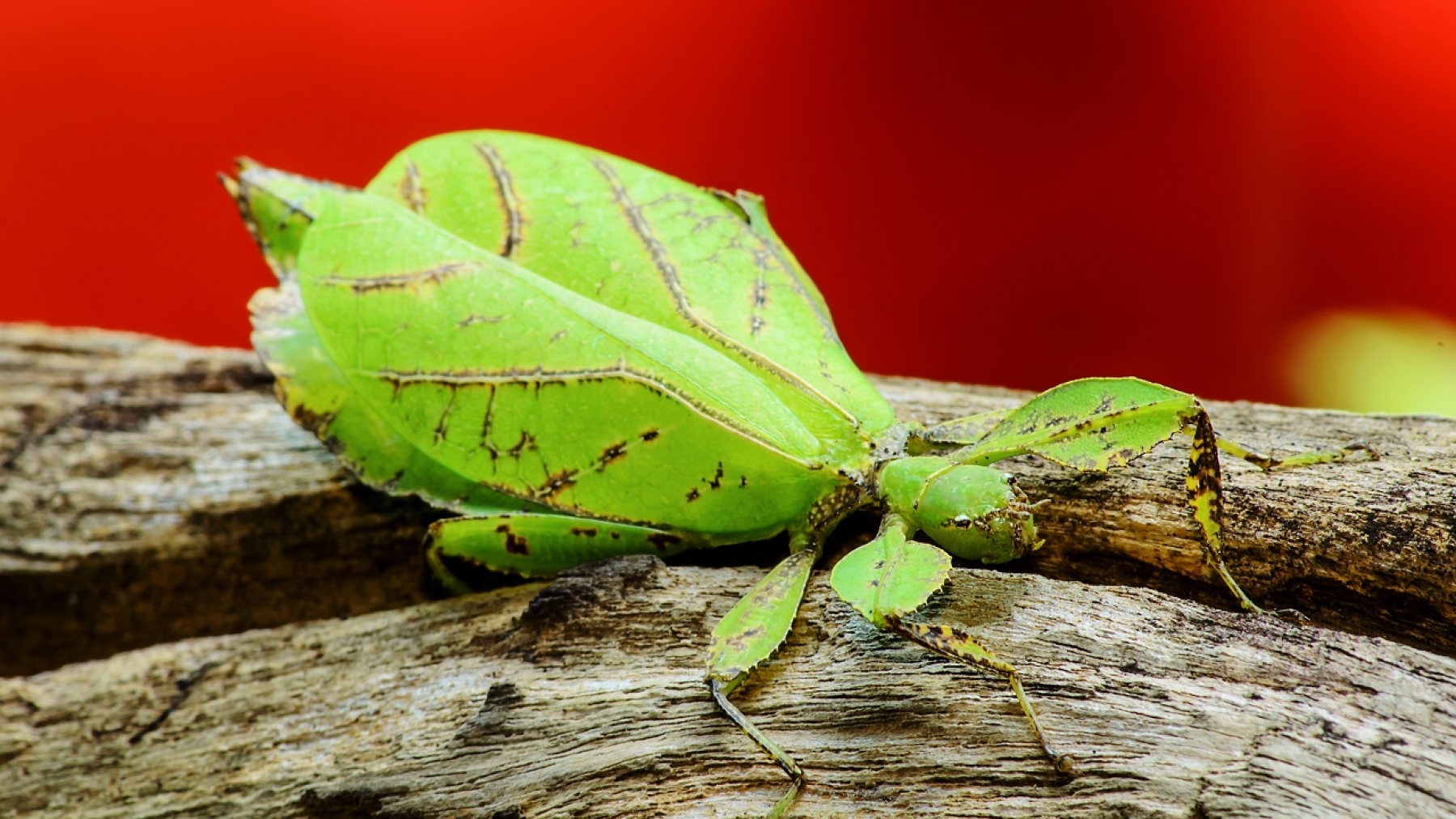 Wissenstest über | Mimikry und Mimese - Tarn- und Täuschstrategien der ...
