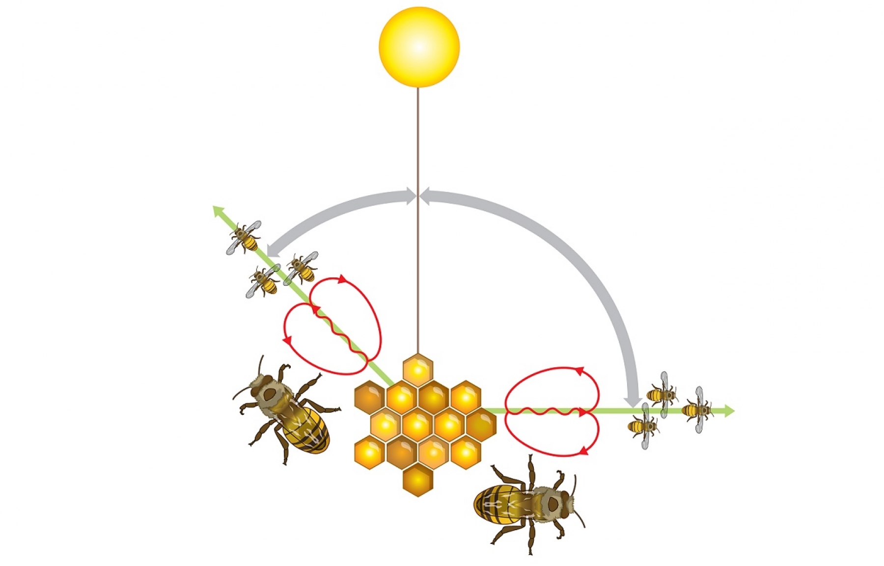Die wunderbaren Fähigkeiten der Honigbienen | wissen.de