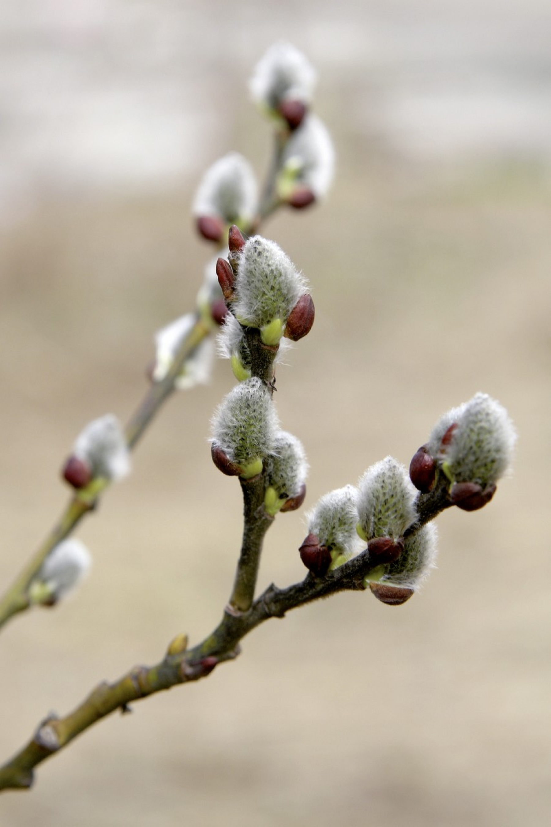 Vom Fasten, Färben und Feuern | wissen.de