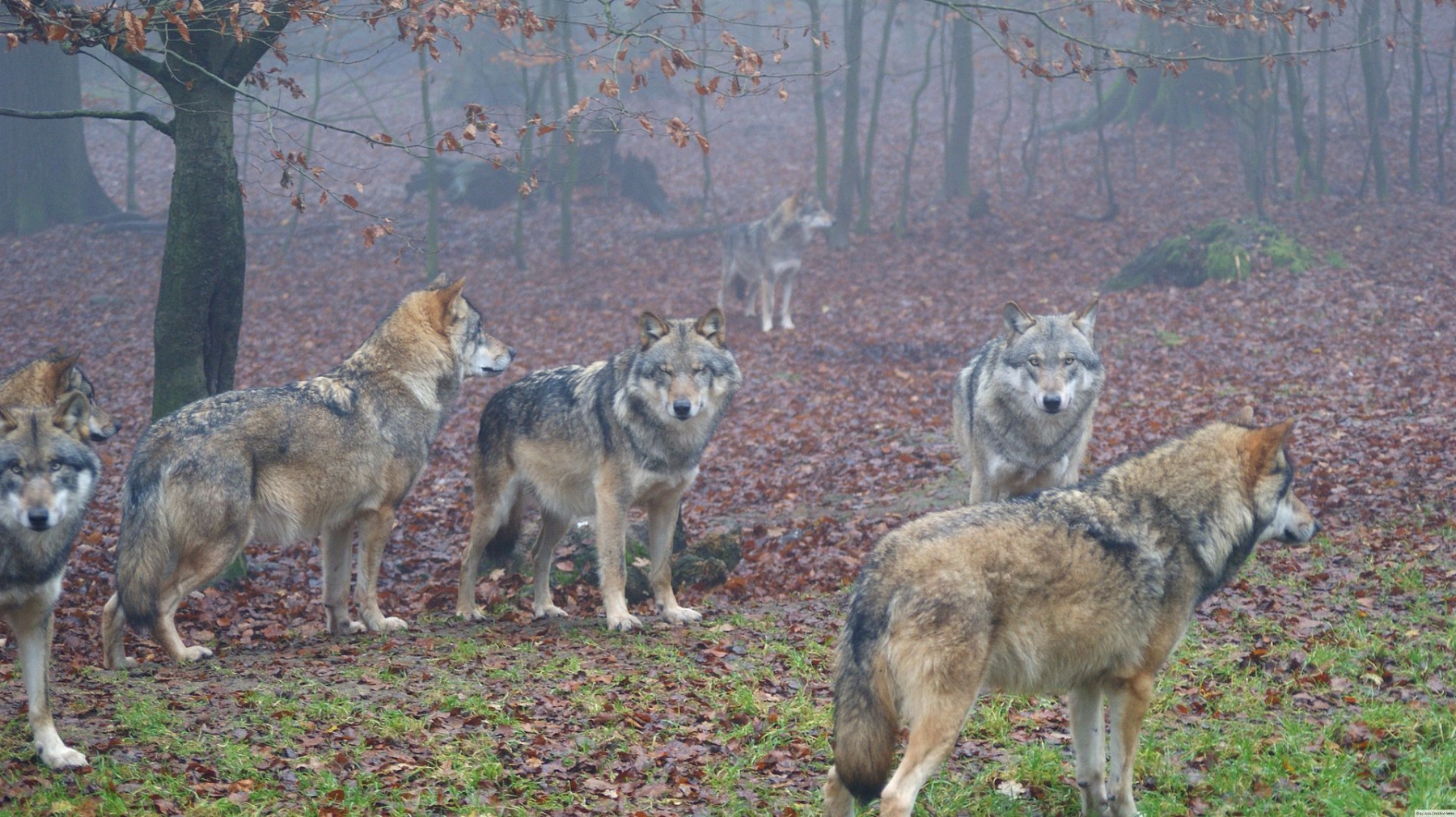 Die Wölfe sind zurück - was tun? | wissen.de