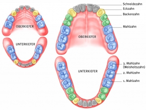 Milchgebiss, aus dem Gesundheitslexikon | Gesundheit, Medizin und ...