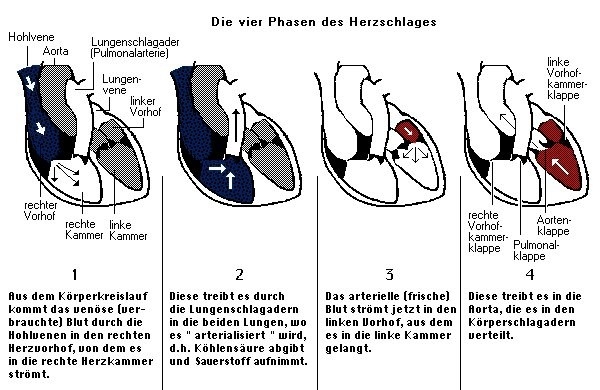 Herz | wissen.de