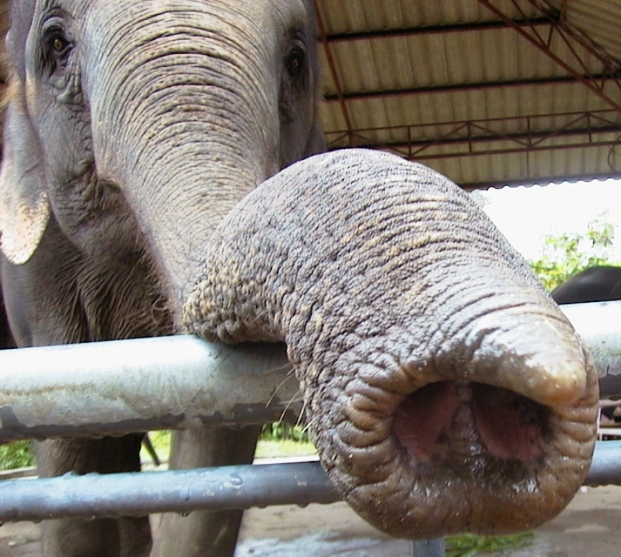 Hinter Glasscheiben und Gittern: Tierhaltung in Zoos | wissen.de
