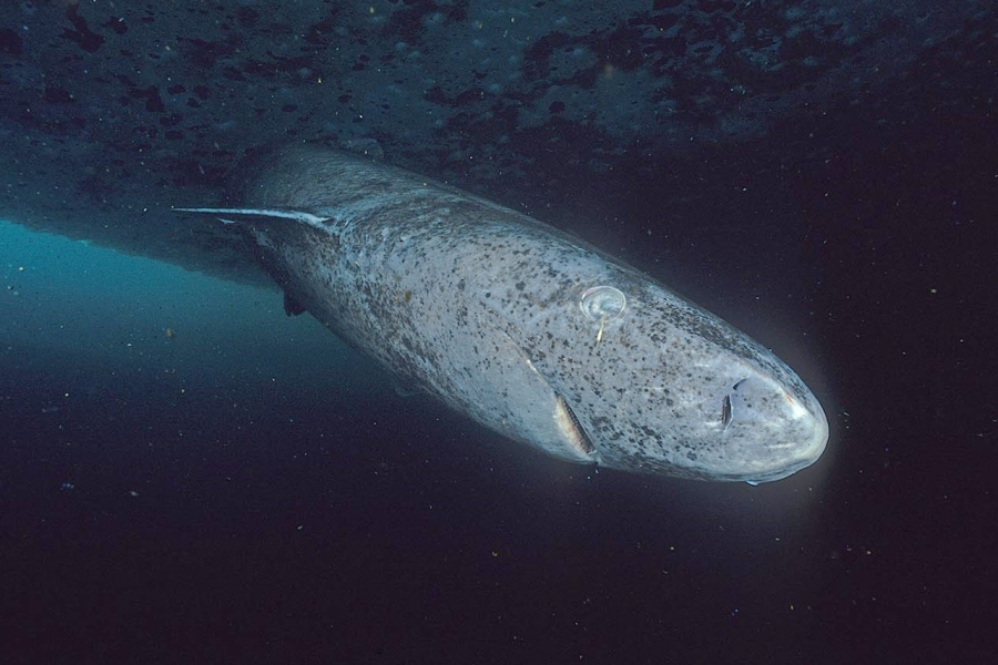 Tierische Rekorde | wissen.de