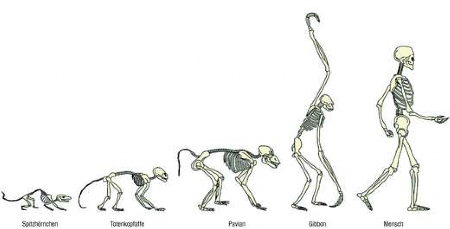 Die Entstehung des Menschen | wissen.de