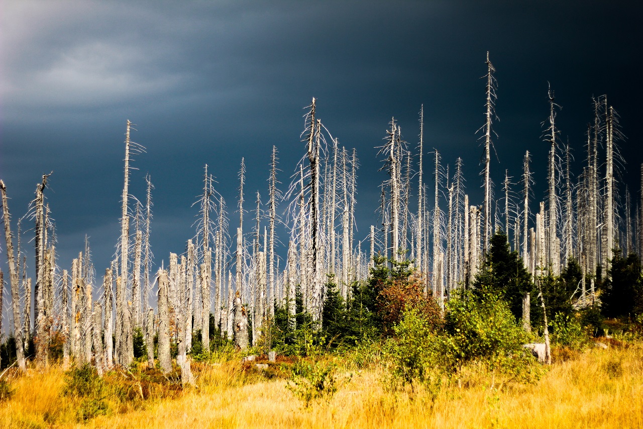 Waldsterben 2.0: Ist der deutsche Wald noch zu retten? | wissen.de